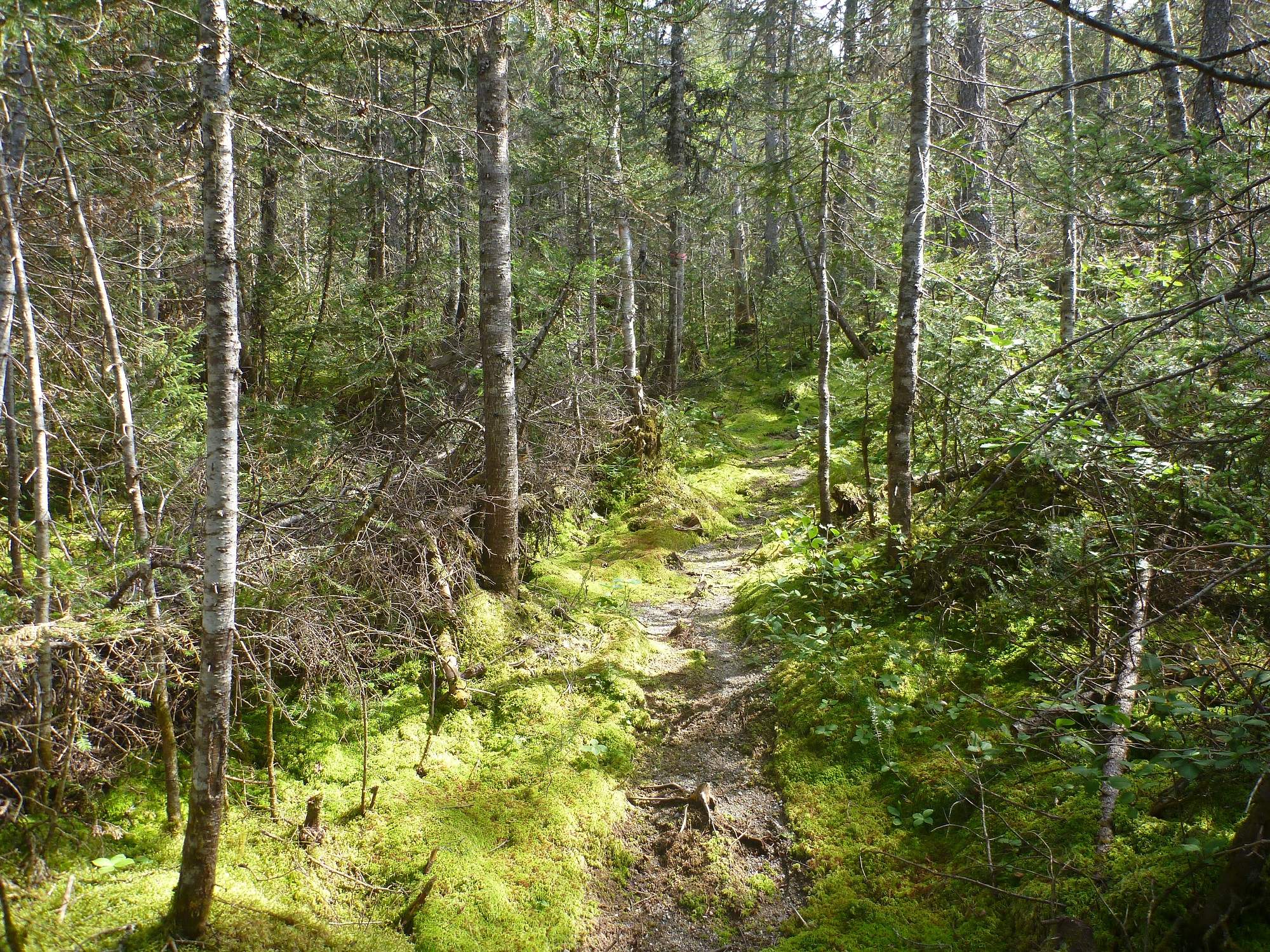 Randonnée à la Chute de la rivière des Huit-Chutes (Zec Onatchiway ...